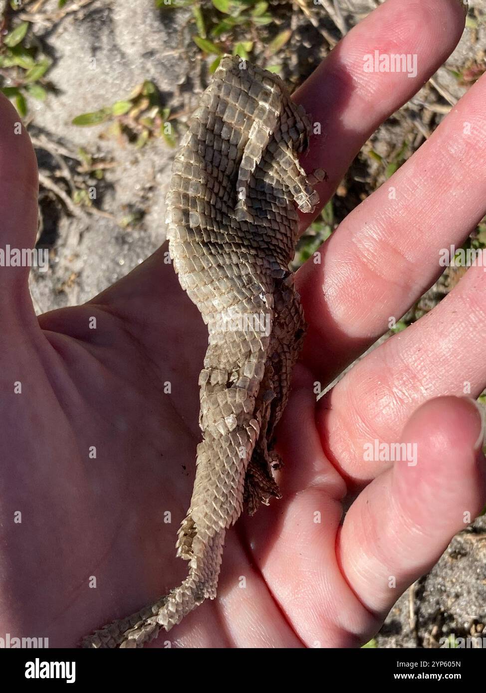 Northern Curly-tailed Lizard (Leiocephalus carinatus Stock Photo - Alamy