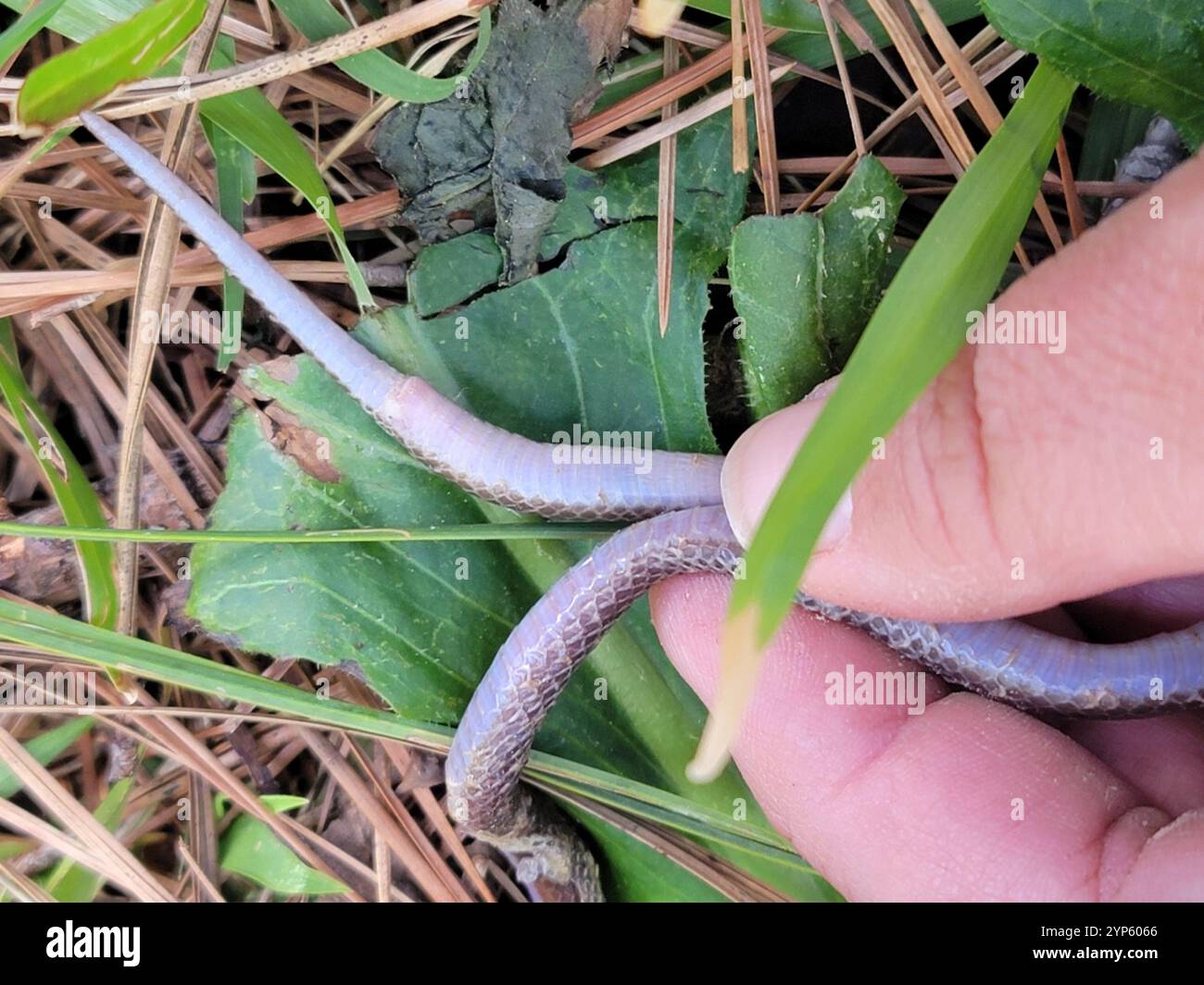 Eastern worm snake hi-res stock photography and images - Alamy