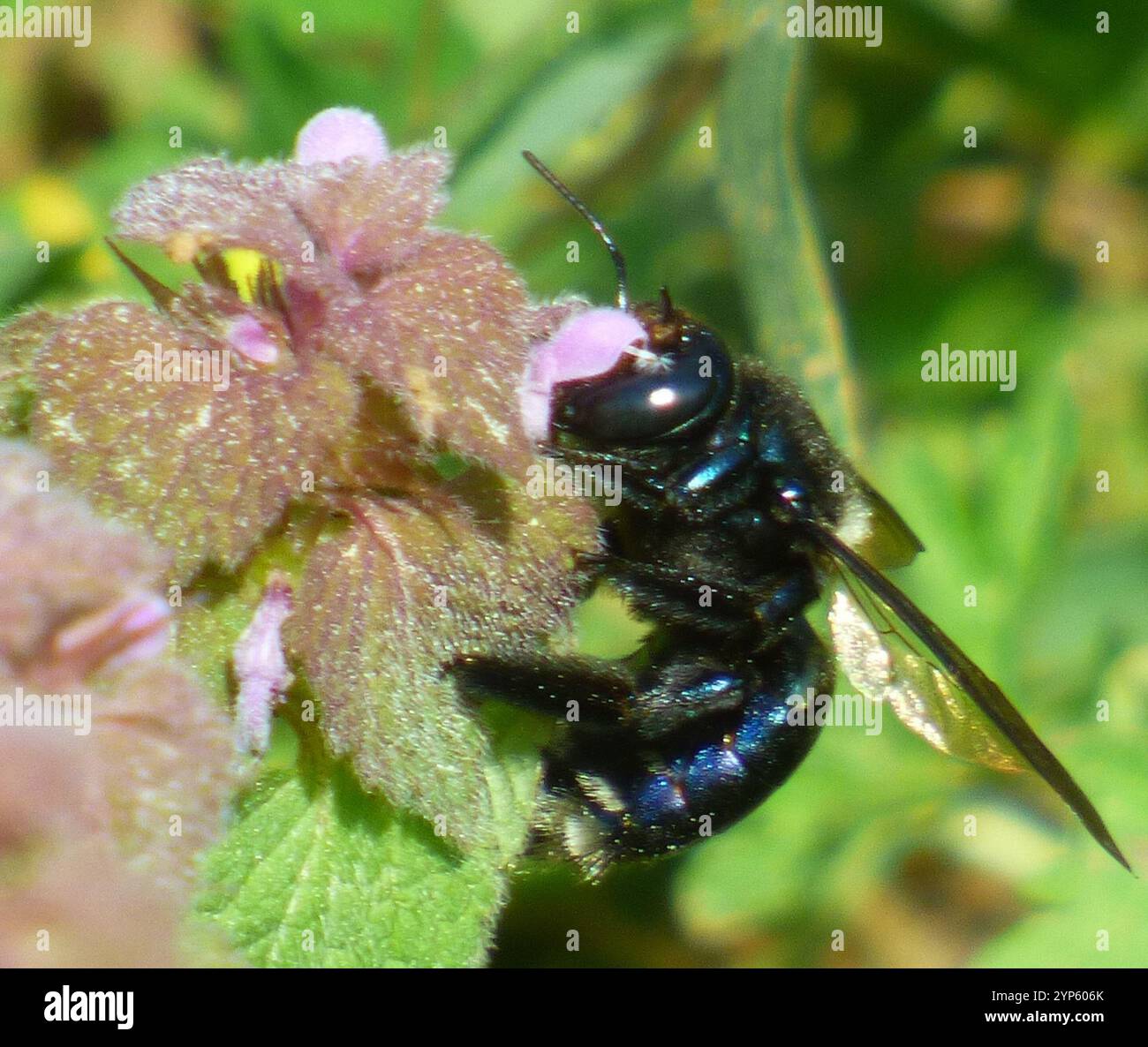 Southern Carpenter Bee (Xylocopa micans Stock Photo - Alamy