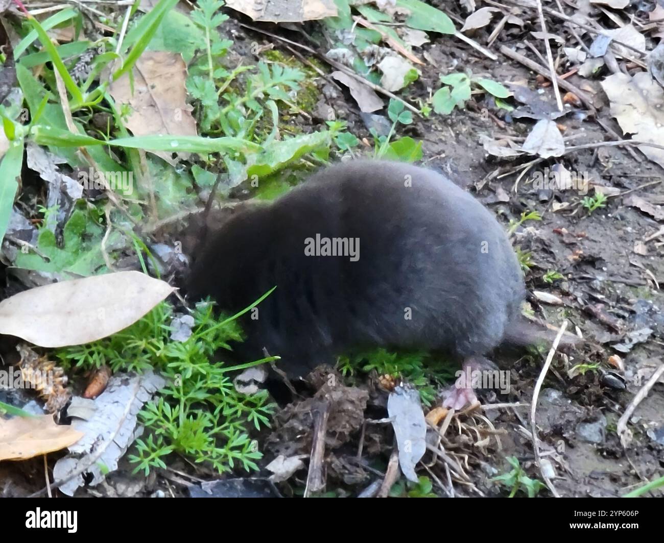 Broad-footed Mole (Scapanus latimanus Stock Photo - Alamy