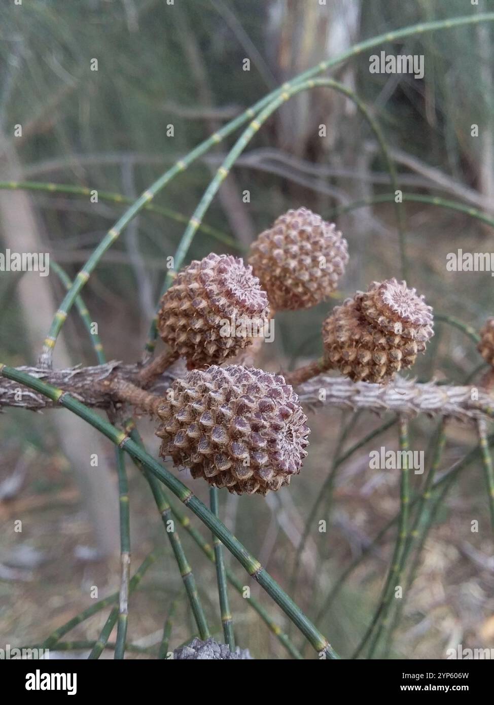 Swamp sheoak (Casuarina glauca Stock Photo - Alamy