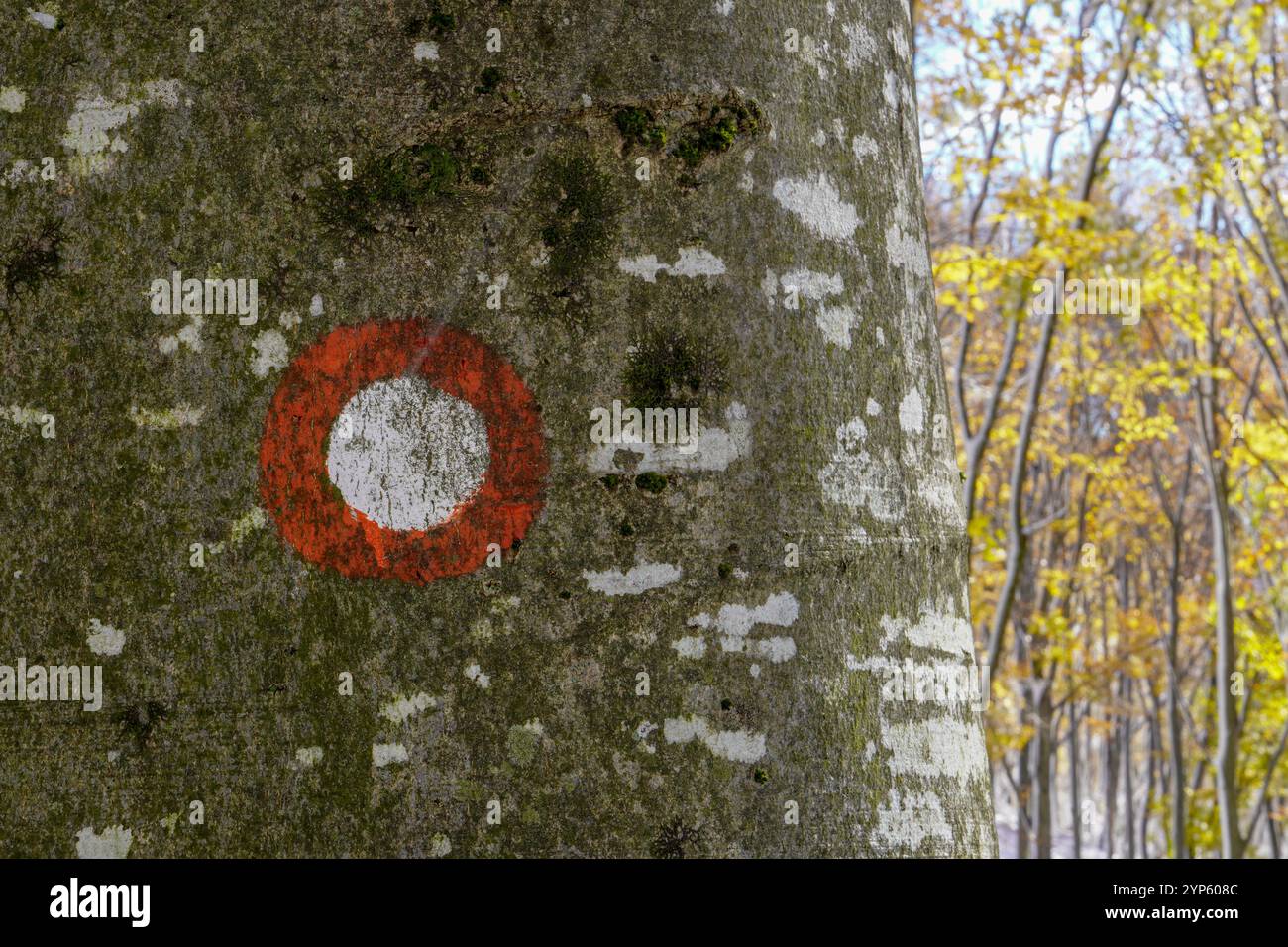 Round red and white trail mark in woods during winter. Hiking sign for ...