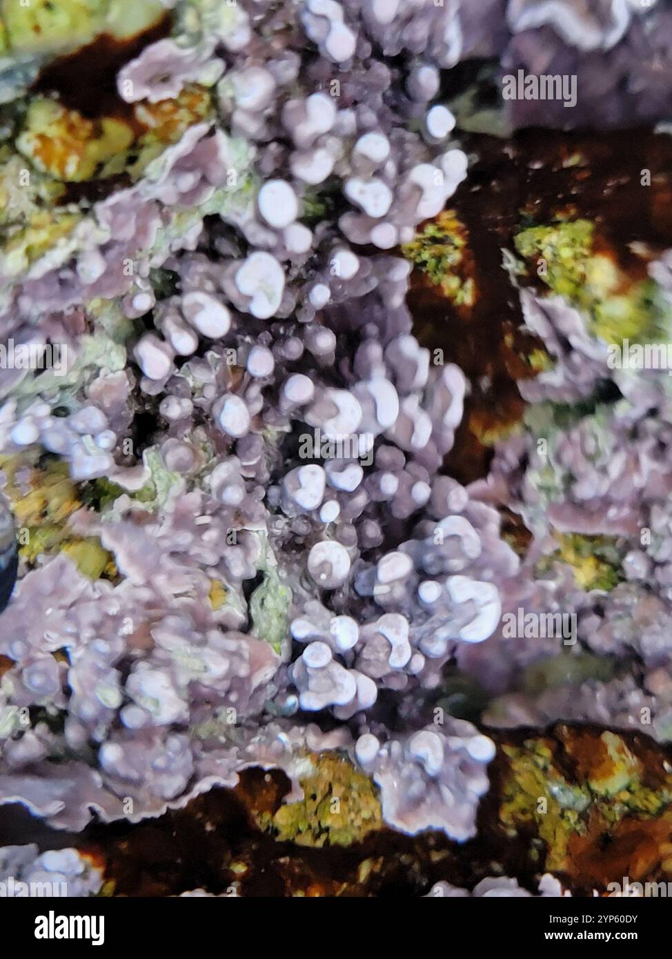 Crustose coralline algae (Lithothamnion Stock Photo - Alamy