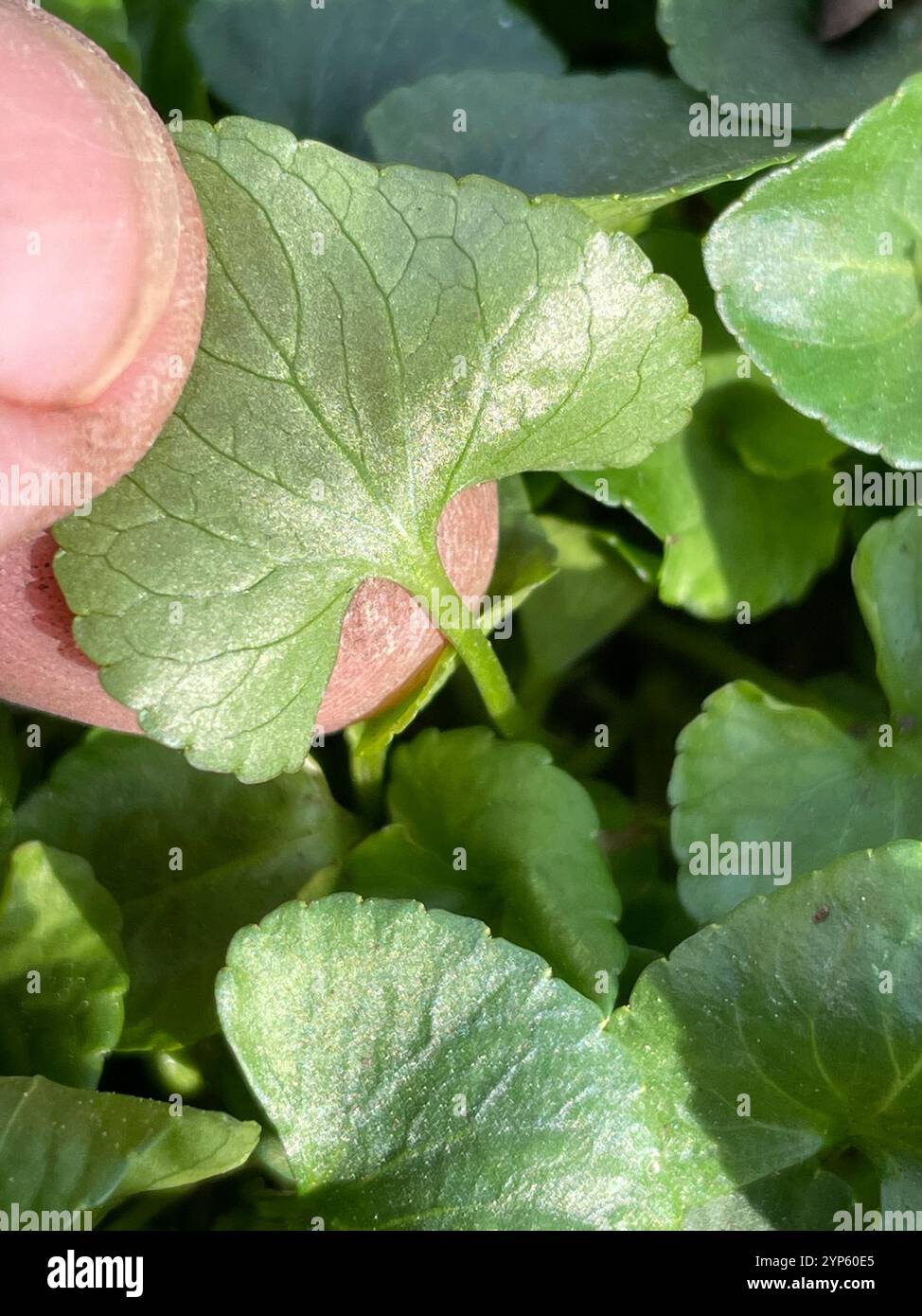 Viola arcuata hi-res stock photography and images - Alamy