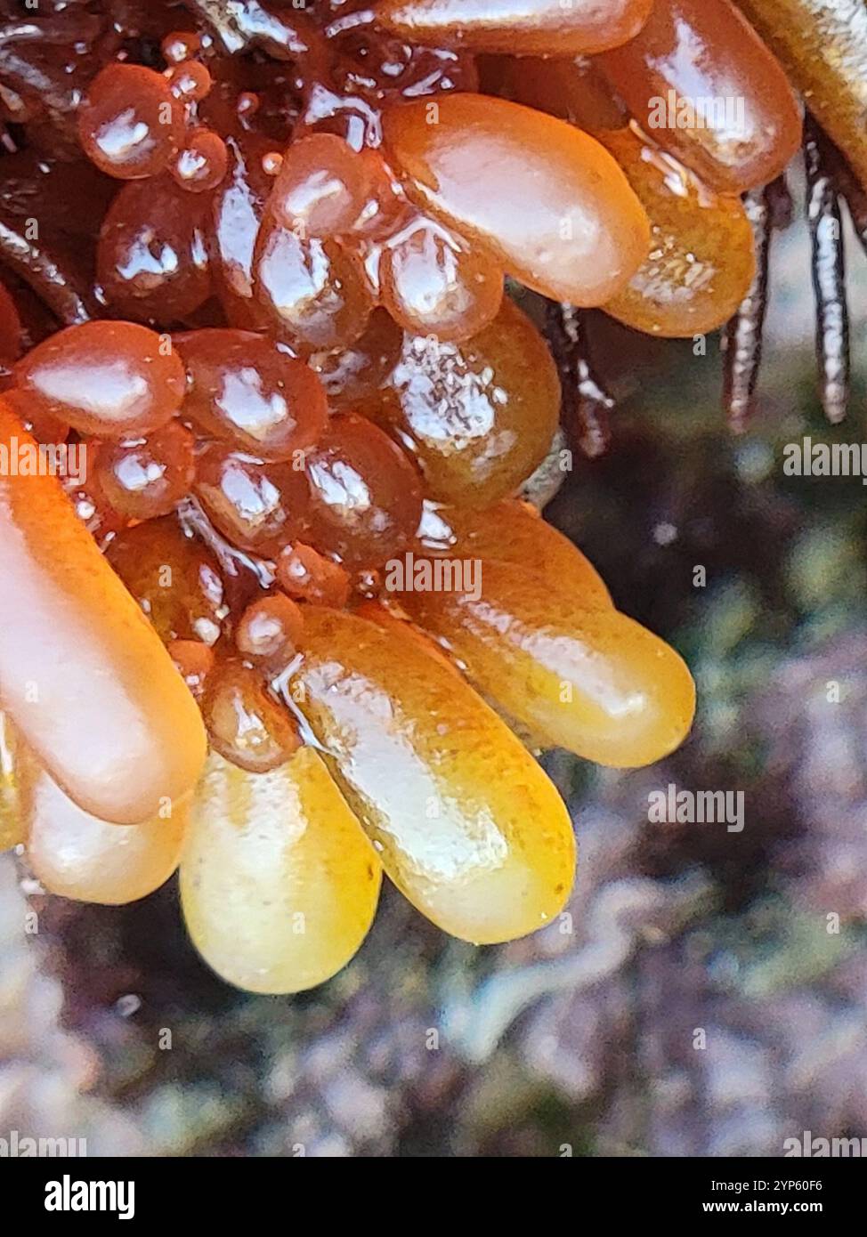 Red Sea Grapes (Botryocladia pseudodichotoma Stock Photo - Alamy