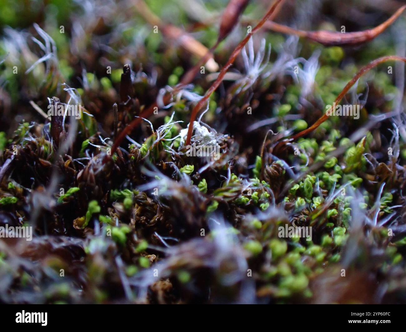 Intermediate Screw-moss (Syntrichia montana Stock Photo - Alamy
