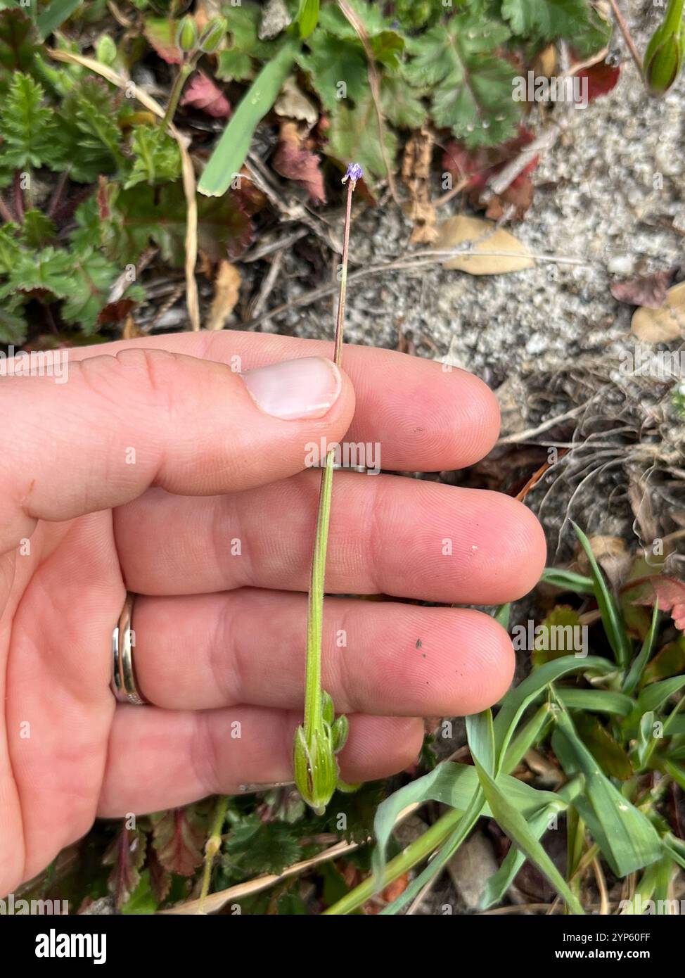 Mediterranean Stork's-bill (Erodium botrys Stock Photo - Alamy