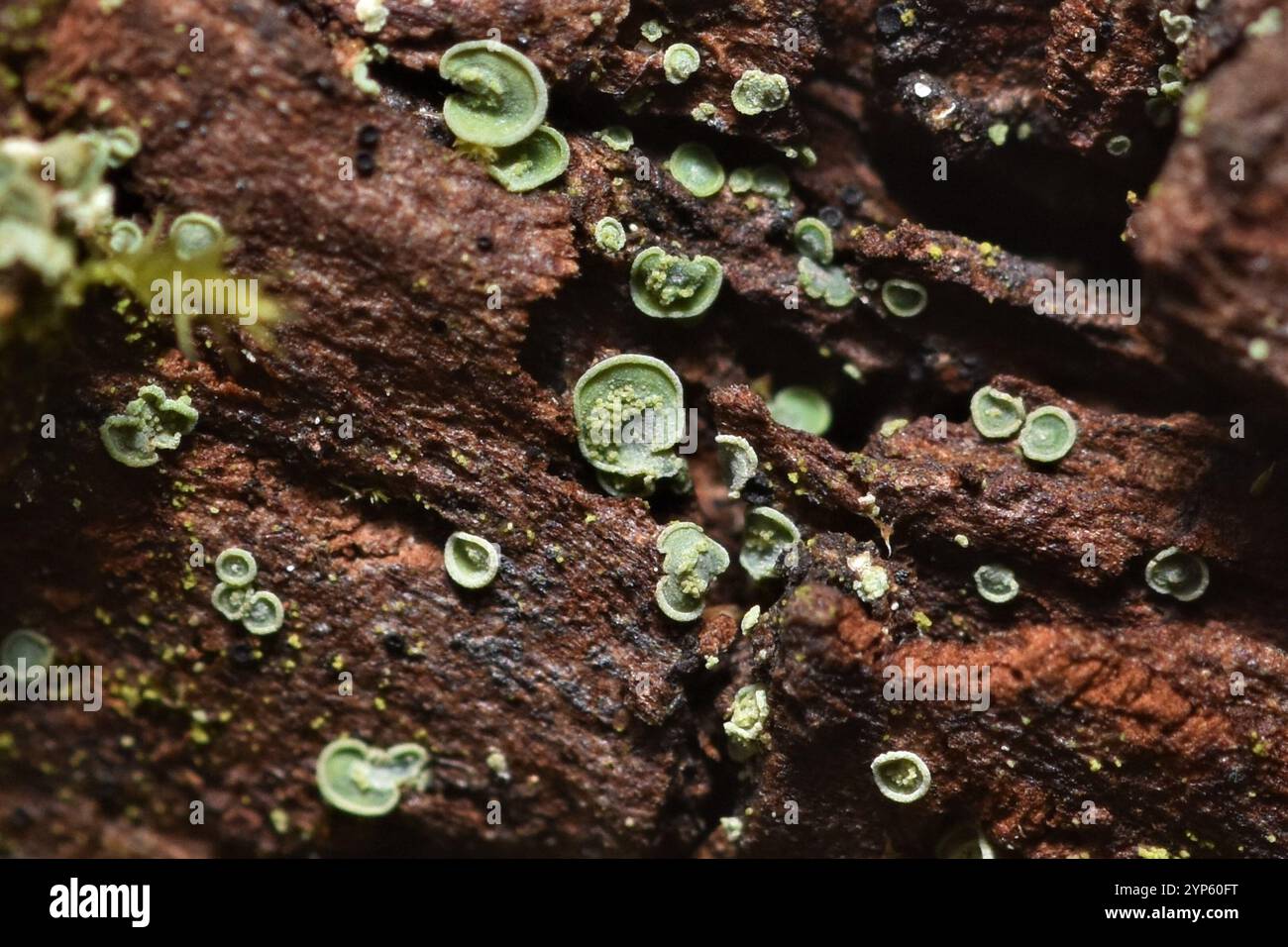 Elf Ears lichen (Normandina pulchella Stock Photo - Alamy