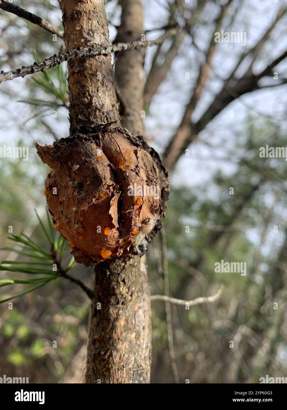 Pine-oak gall rust (Cronartium quercuum Stock Photo - Alamy