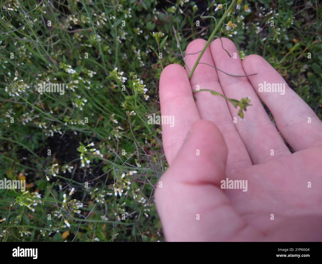 mouse-ear cress (Arabidopsis thaliana Stock Photo - Alamy