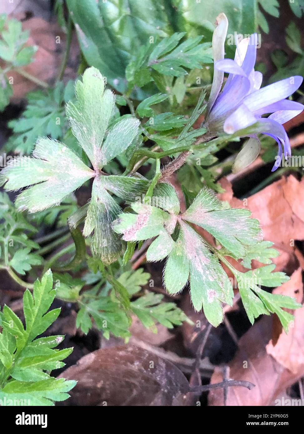 Greek Anemone (Anemonoides blanda Stock Photo - Alamy