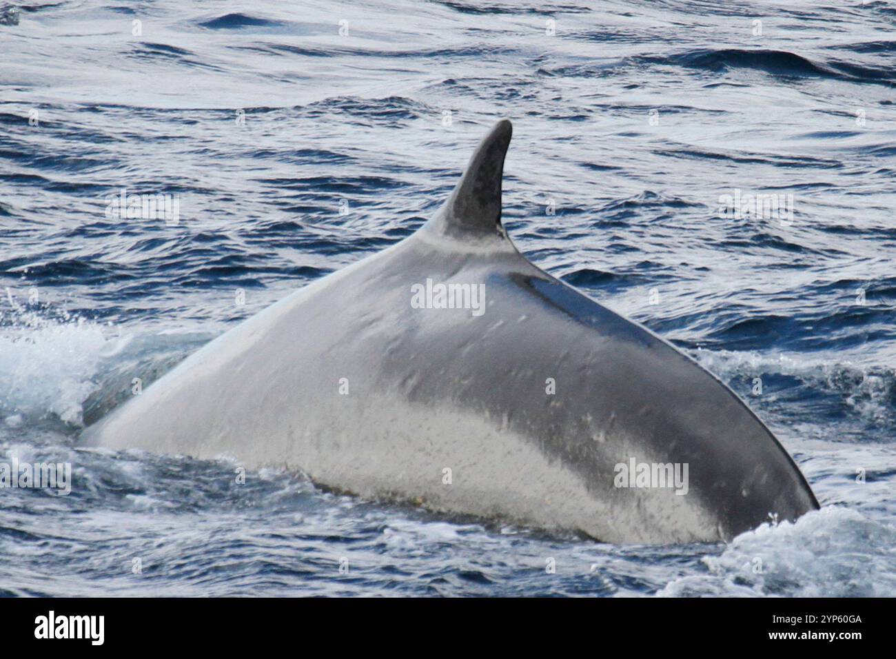 Fin Whale (Balaenoptera physalus Stock Photo - Alamy