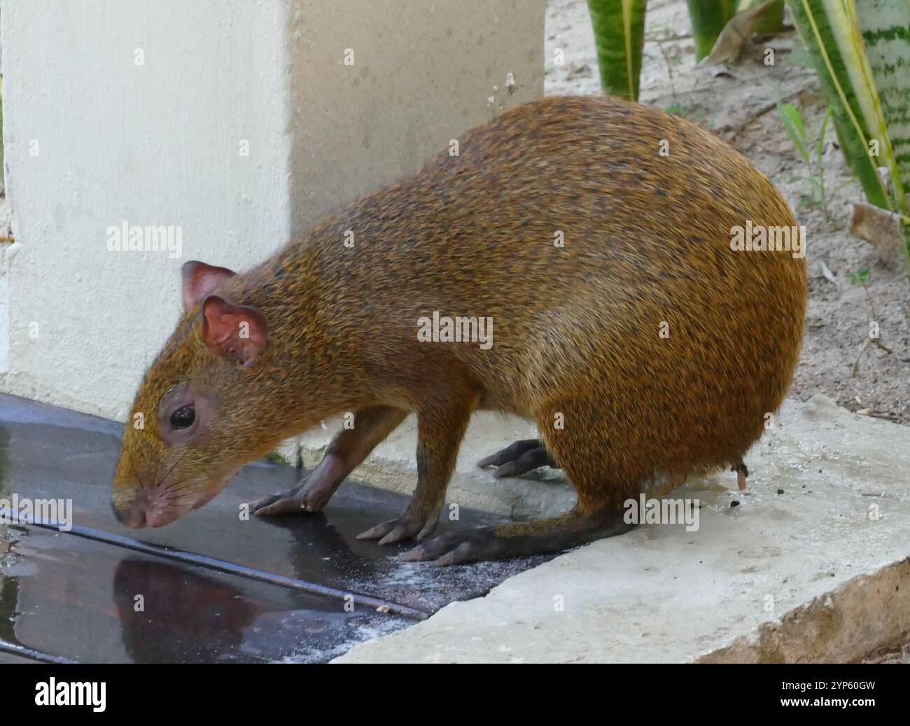 Central American Agouti (Dasyprocta punctata Stock Photo - Alamy