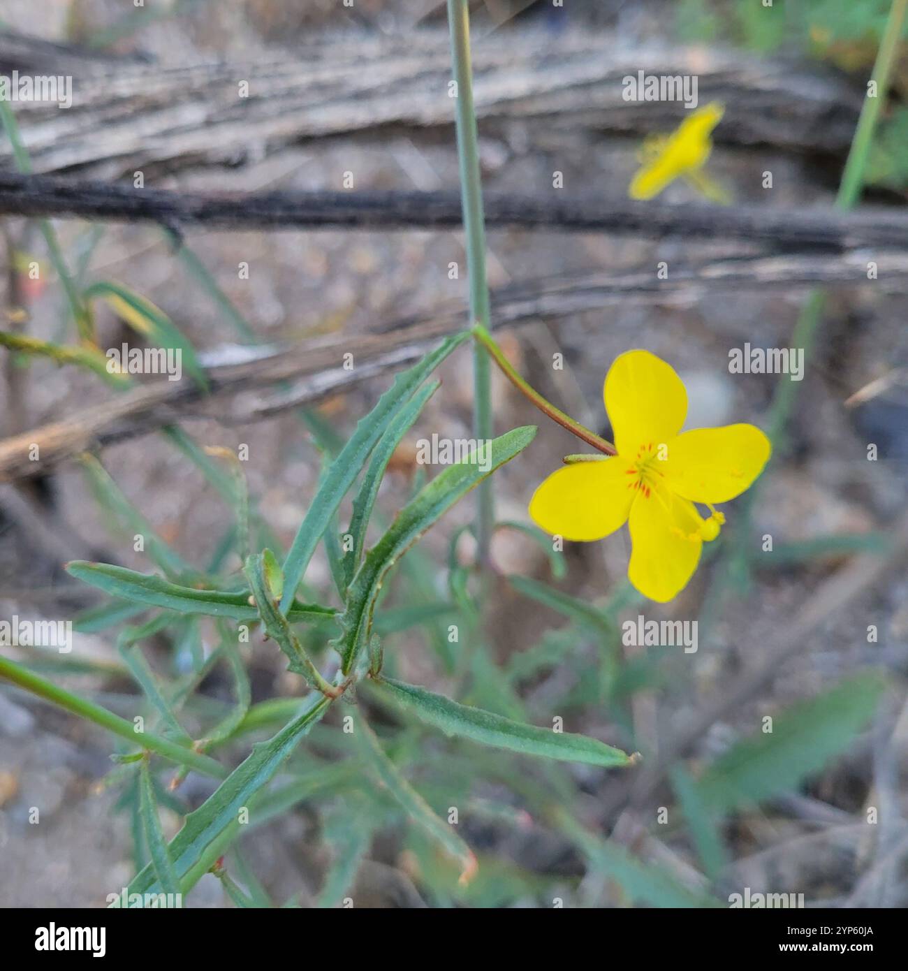 California primrose (Eulobus californicus Stock Photo - Alamy