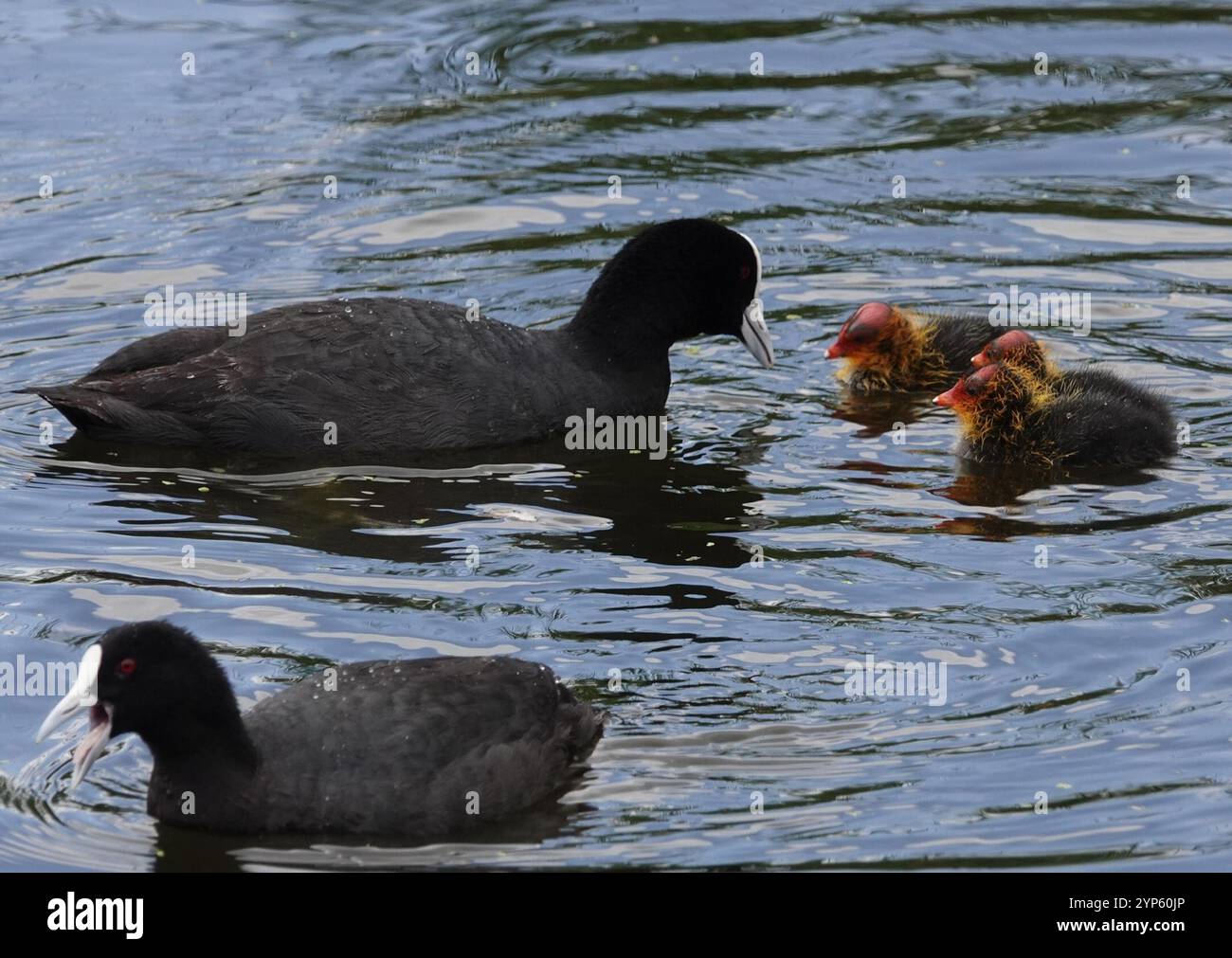 Australasian Coot (Fulica atra australis Stock Photo - Alamy