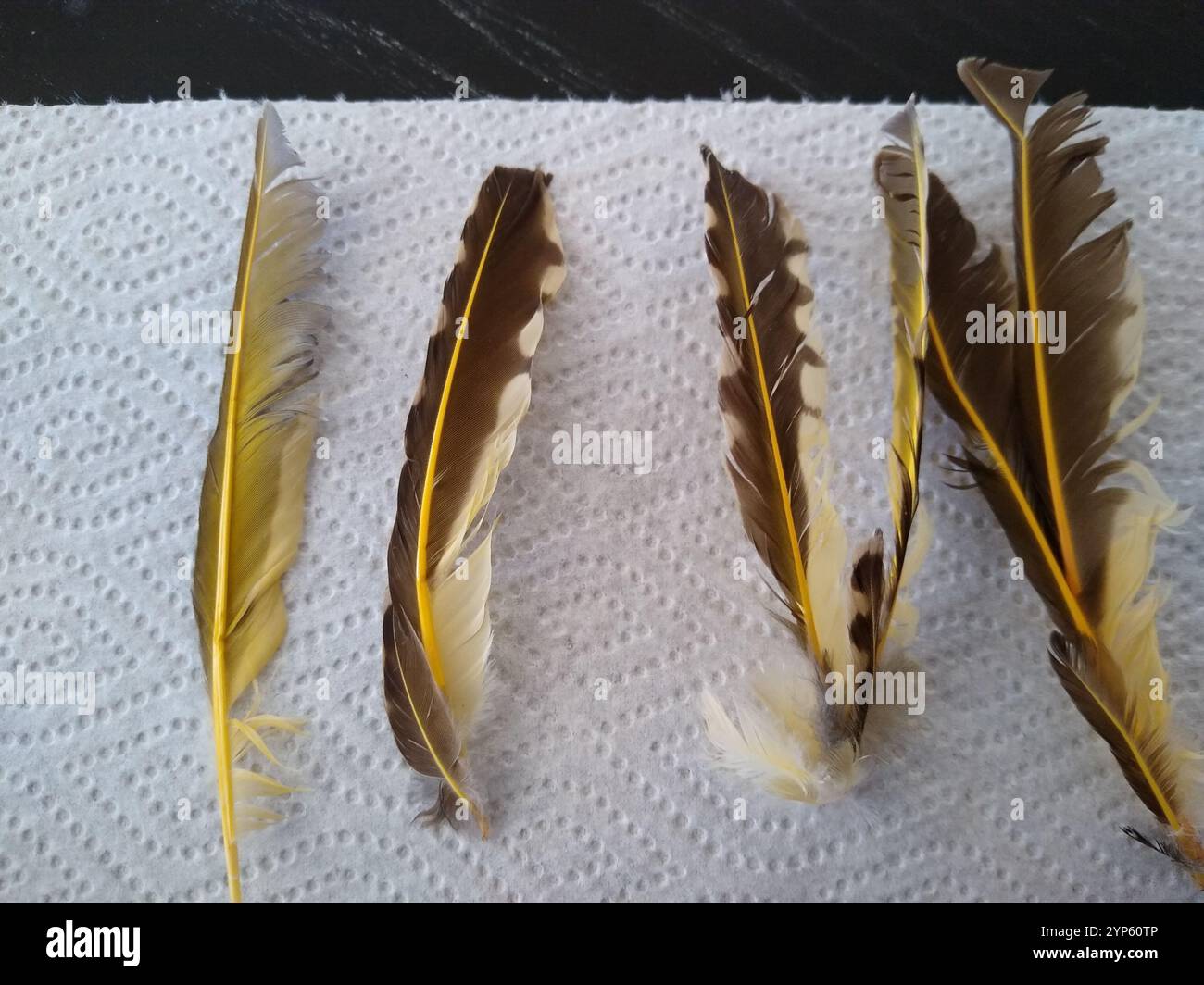 Northern Flicker (Colaptes auratus Stock Photo - Alamy