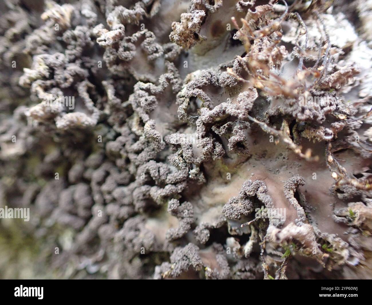 tree pelt lichen (Peltigera collina Stock Photo - Alamy