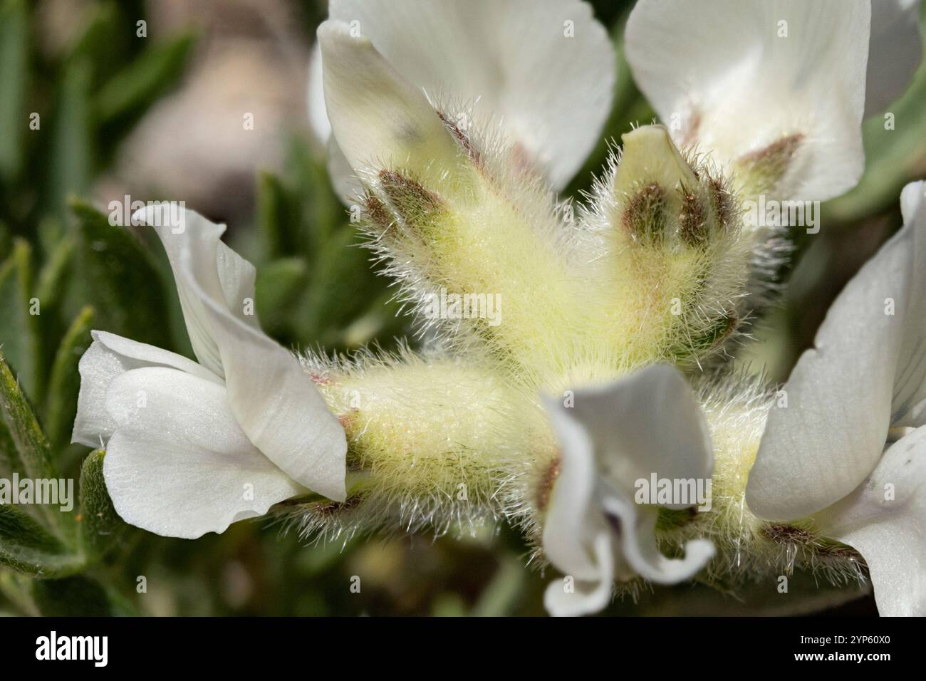 wyoming locoweed (Oxytropis nana Stock Photo - Alamy
