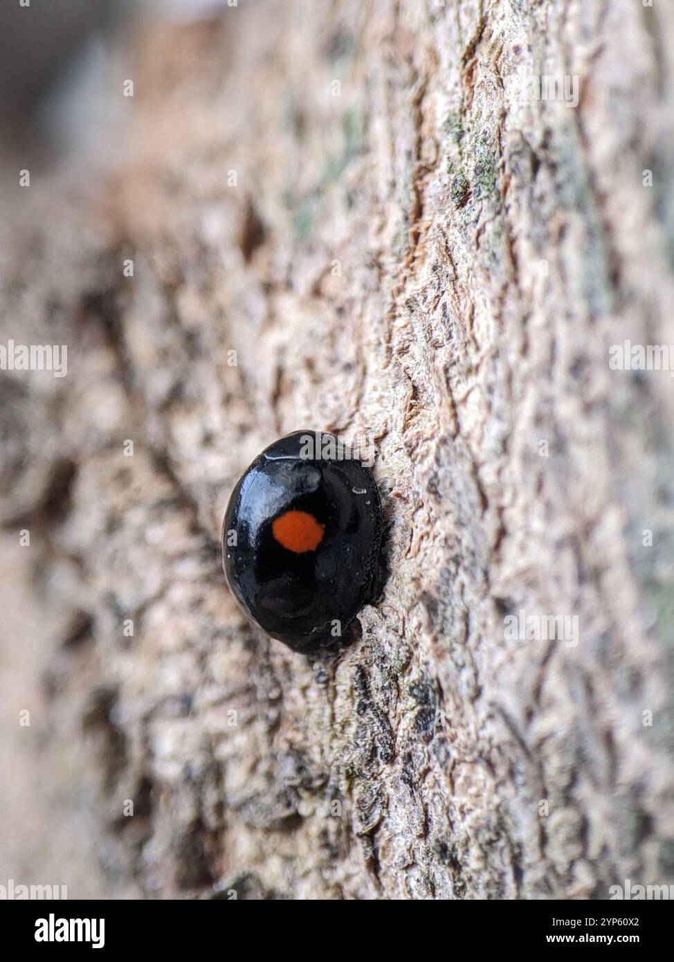 Twice-stabbed Lady Beetle (Chilocorus stigma Stock Photo - Alamy