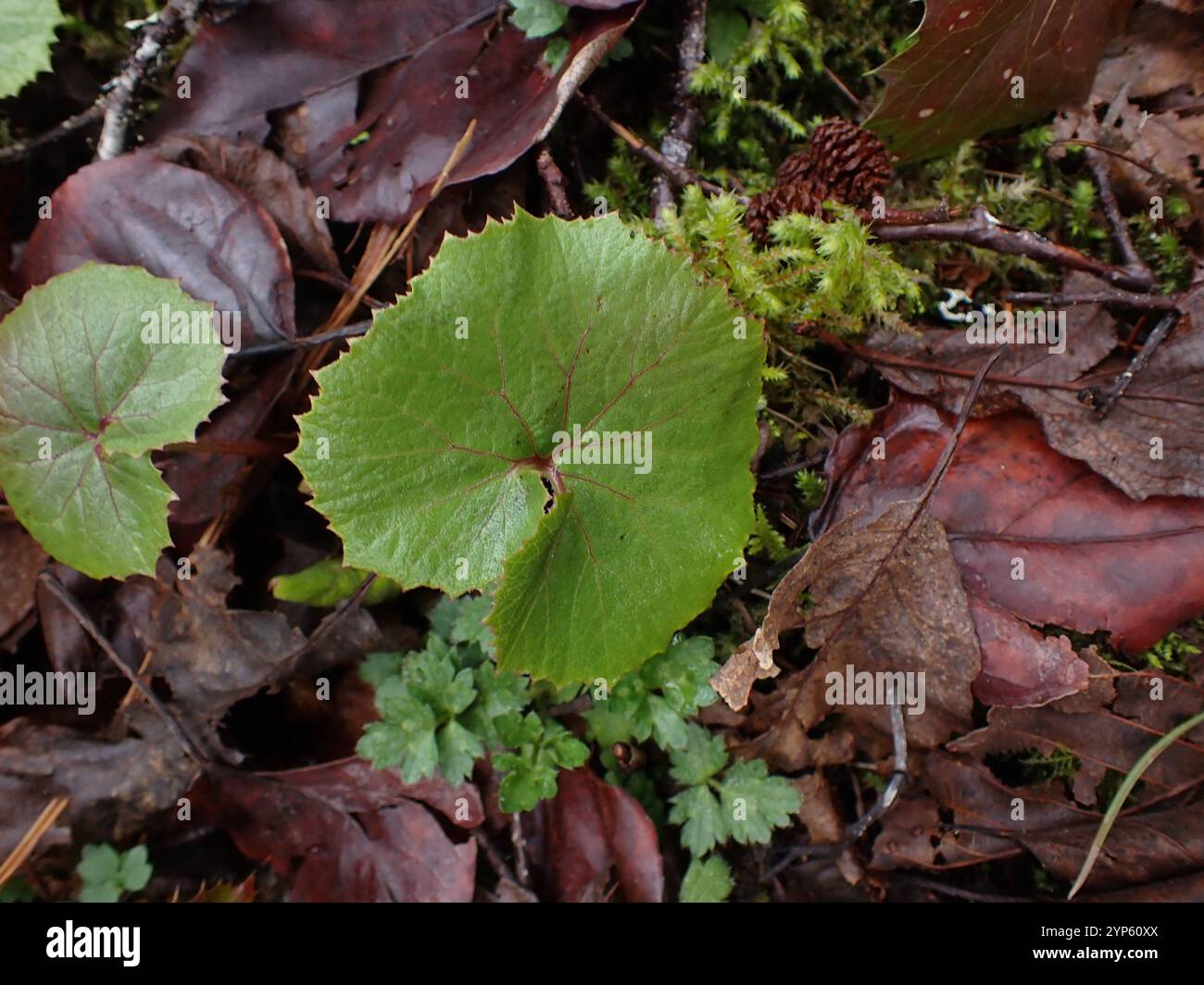 Giant Butterbur (Petasites japonicus Stock Photo - Alamy