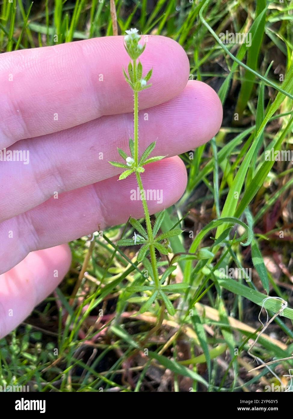 Wall Bedstraw (Galium parisiense Stock Photo - Alamy