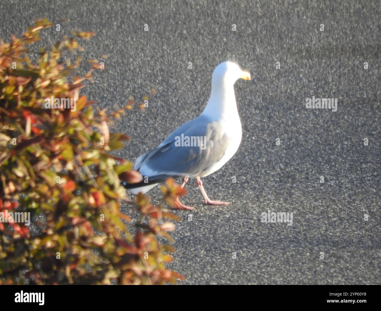 Olympic Gull (Larus glaucescens × occidentalis Stock Photo - Alamy