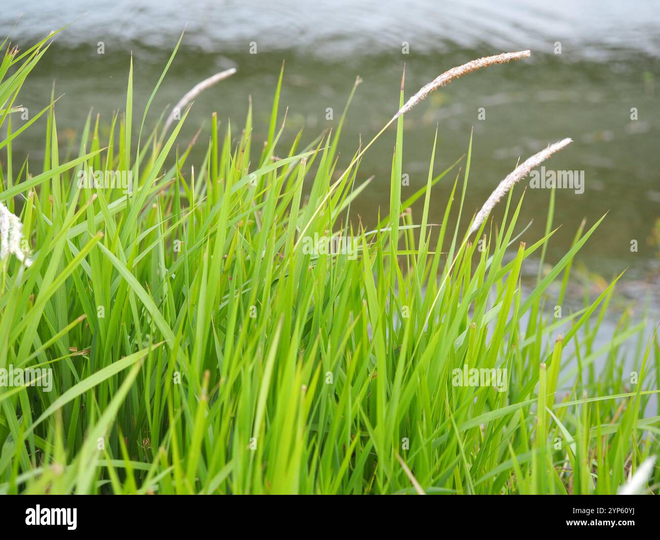 Cogon Grass (Imperata cylindrica Stock Photo - Alamy