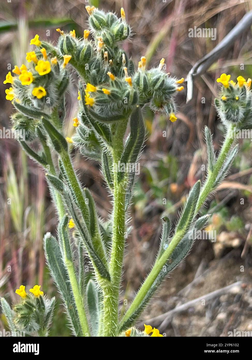 Common Fiddleneck (Amsinckia menziesii Stock Photo - Alamy