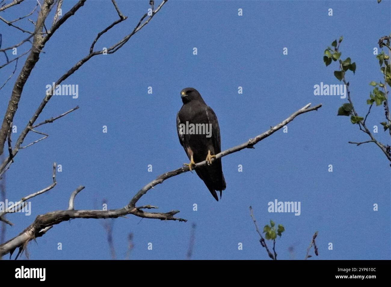 Swainson's Hawk (Buteo swainsoni Stock Photo - Alamy