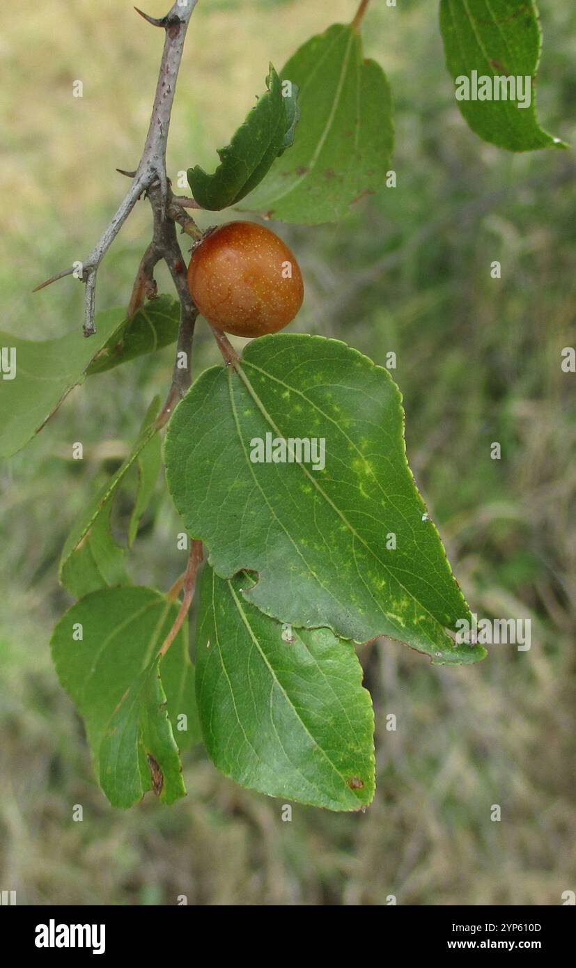 buffalo-thorn (Ziziphus mucronata Stock Photo - Alamy