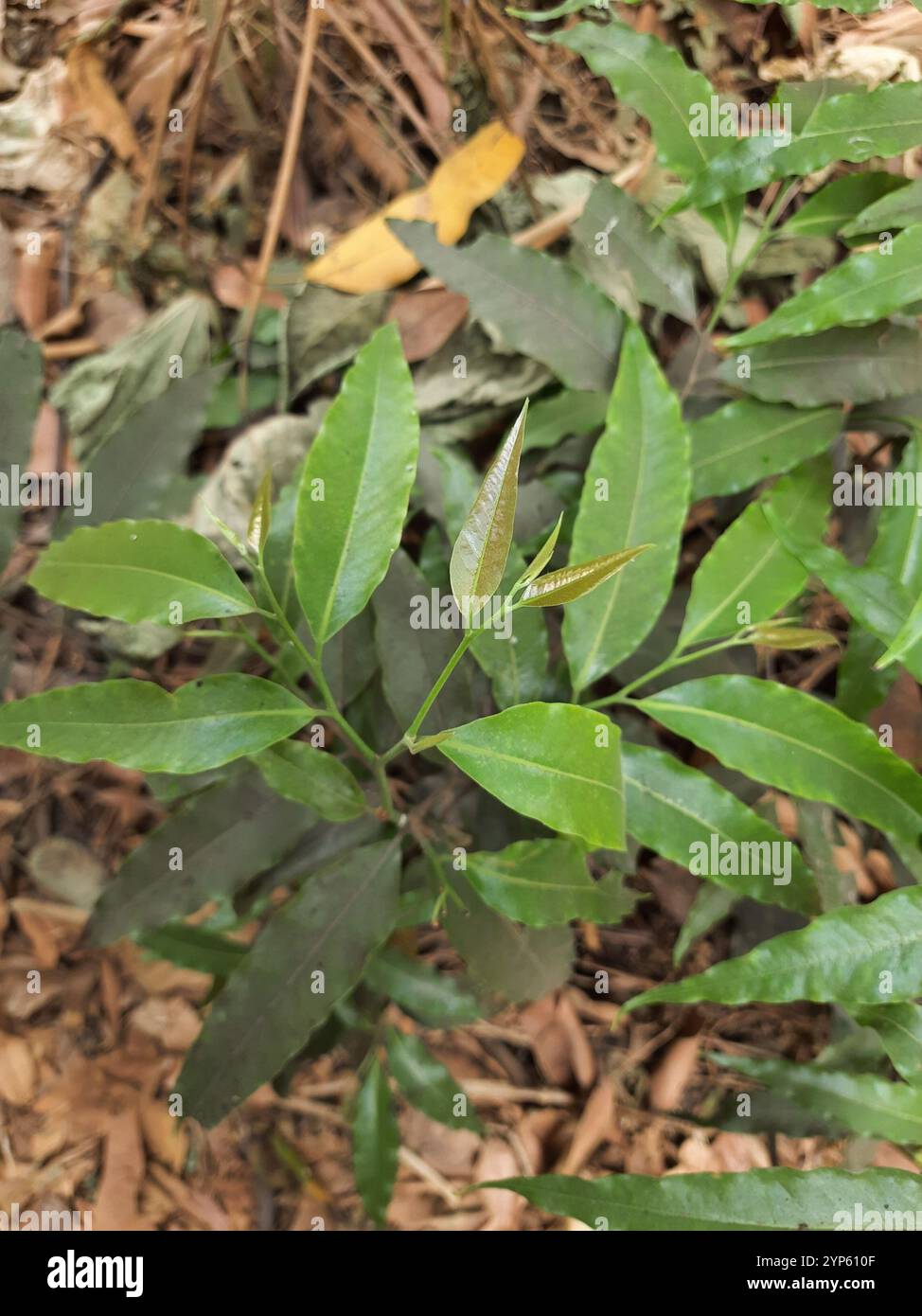 false ashoka (Monoon longifolium Stock Photo - Alamy