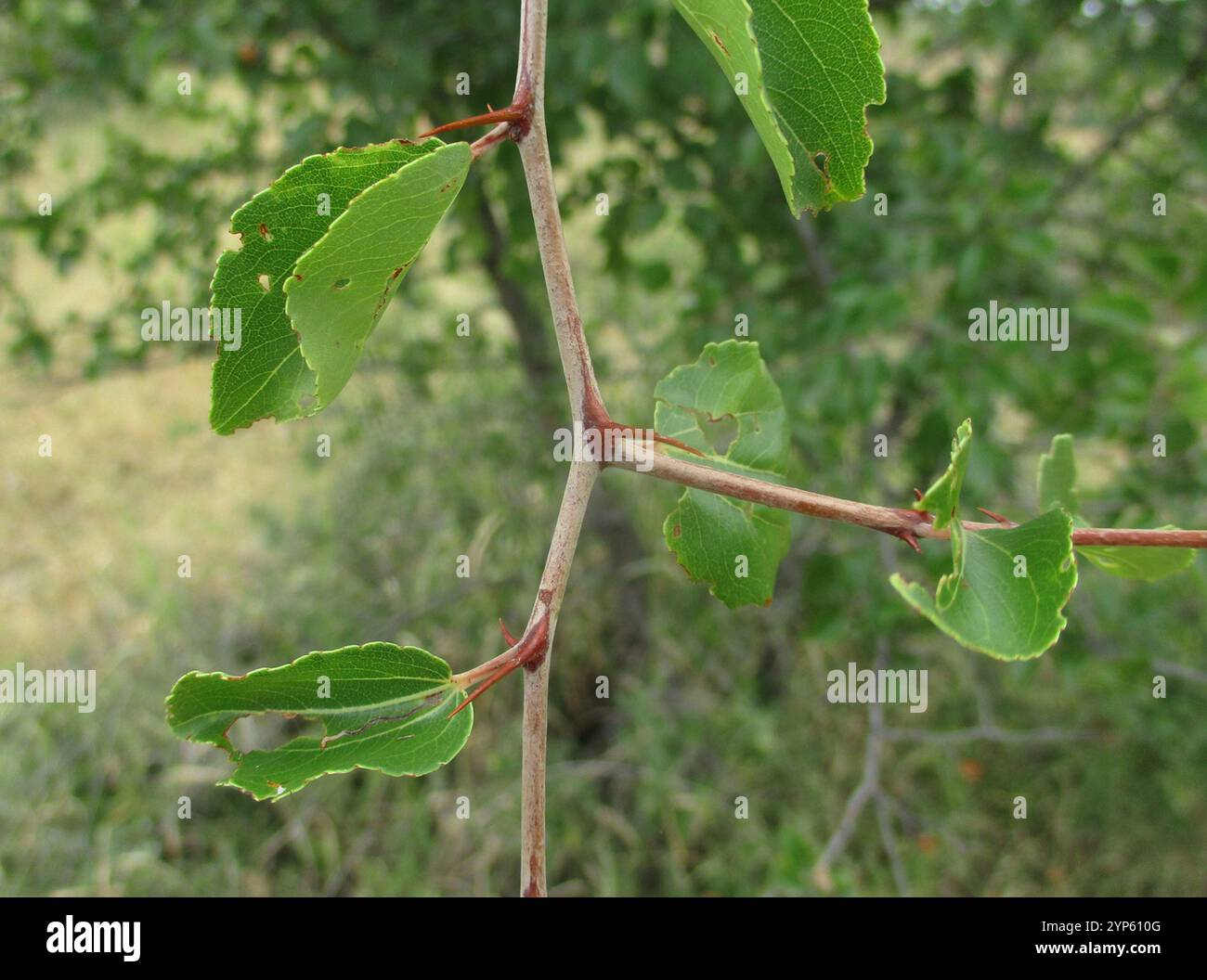 buffalo-thorn (Ziziphus mucronata Stock Photo - Alamy