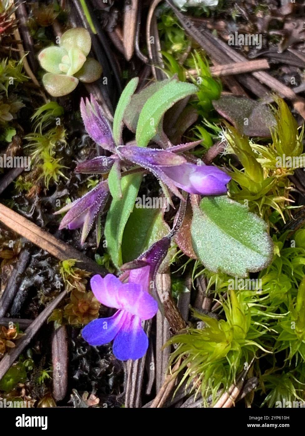 small-flowered blue-eyed mary (Collinsia parviflora Stock Photo - Alamy