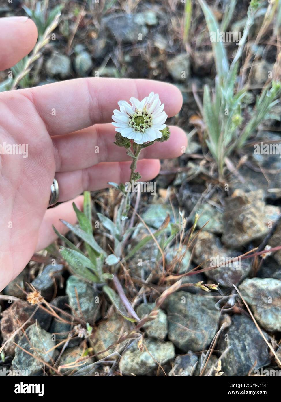 Luzulifolia hi-res stock photography and images - Alamy