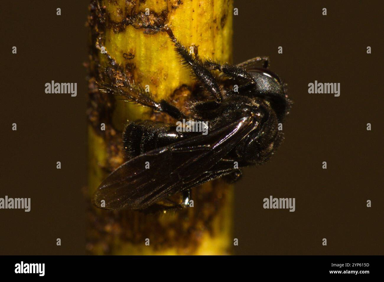 Spiny-legged Stingless bee (Trigona spinipes Stock Photo - Alamy