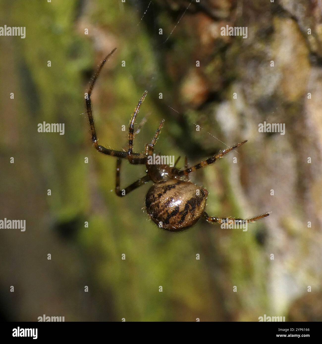 Comb-footed Spiders (Theridiidae Stock Photo - Alamy
