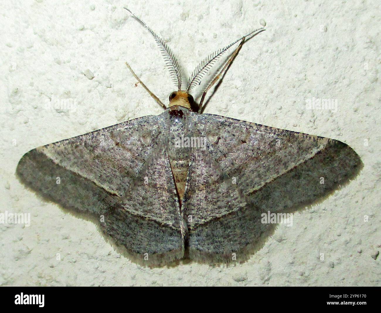 Geometer Moths (Geometridae Stock Photo - Alamy