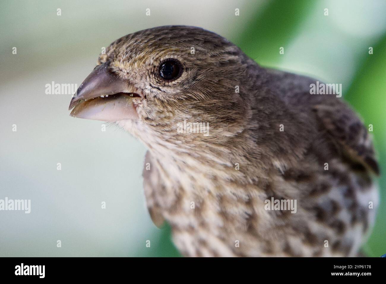 House Finch (Haemorhous mexicanus Stock Photo - Alamy