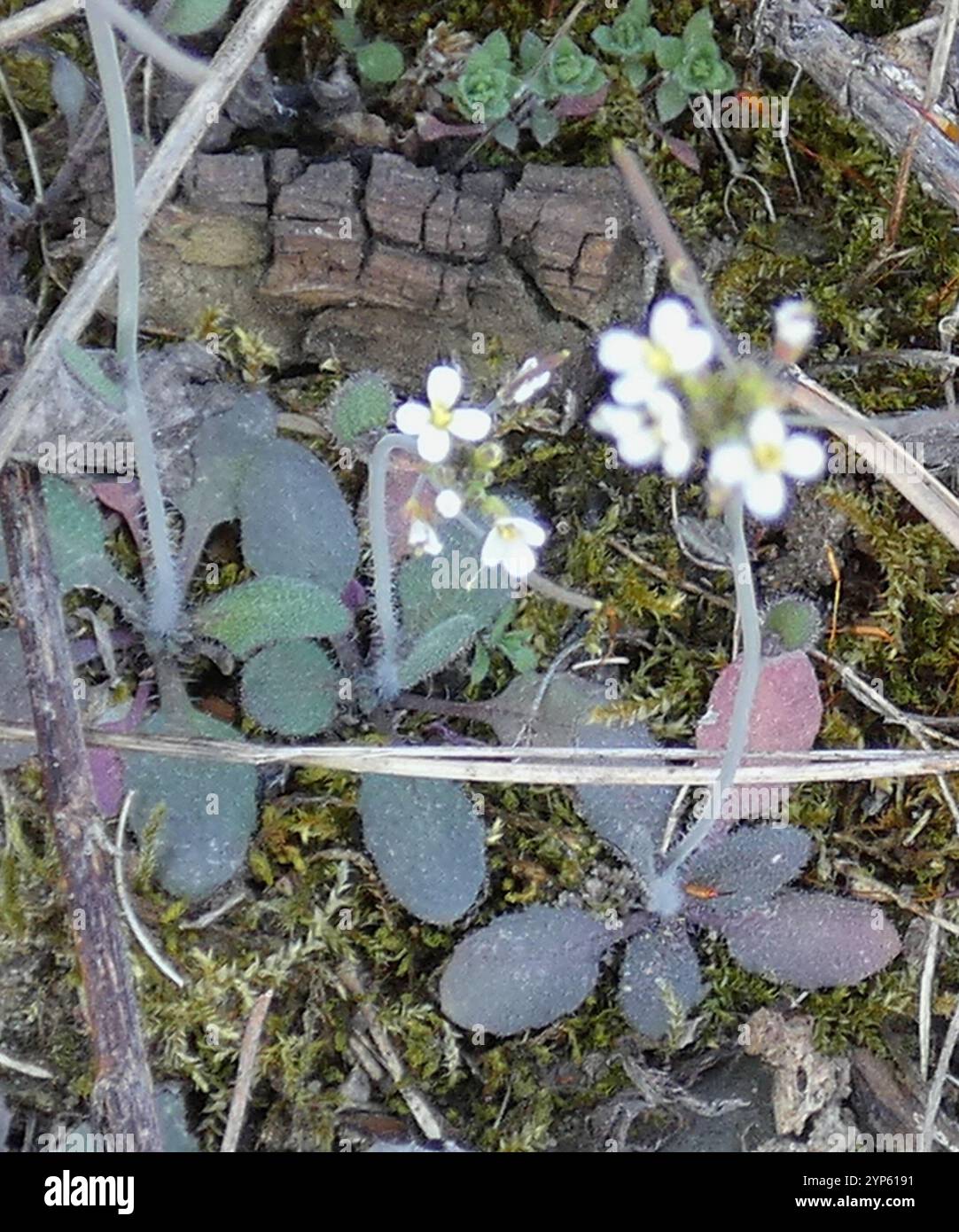mouse-ear cress (Arabidopsis thaliana Stock Photo - Alamy