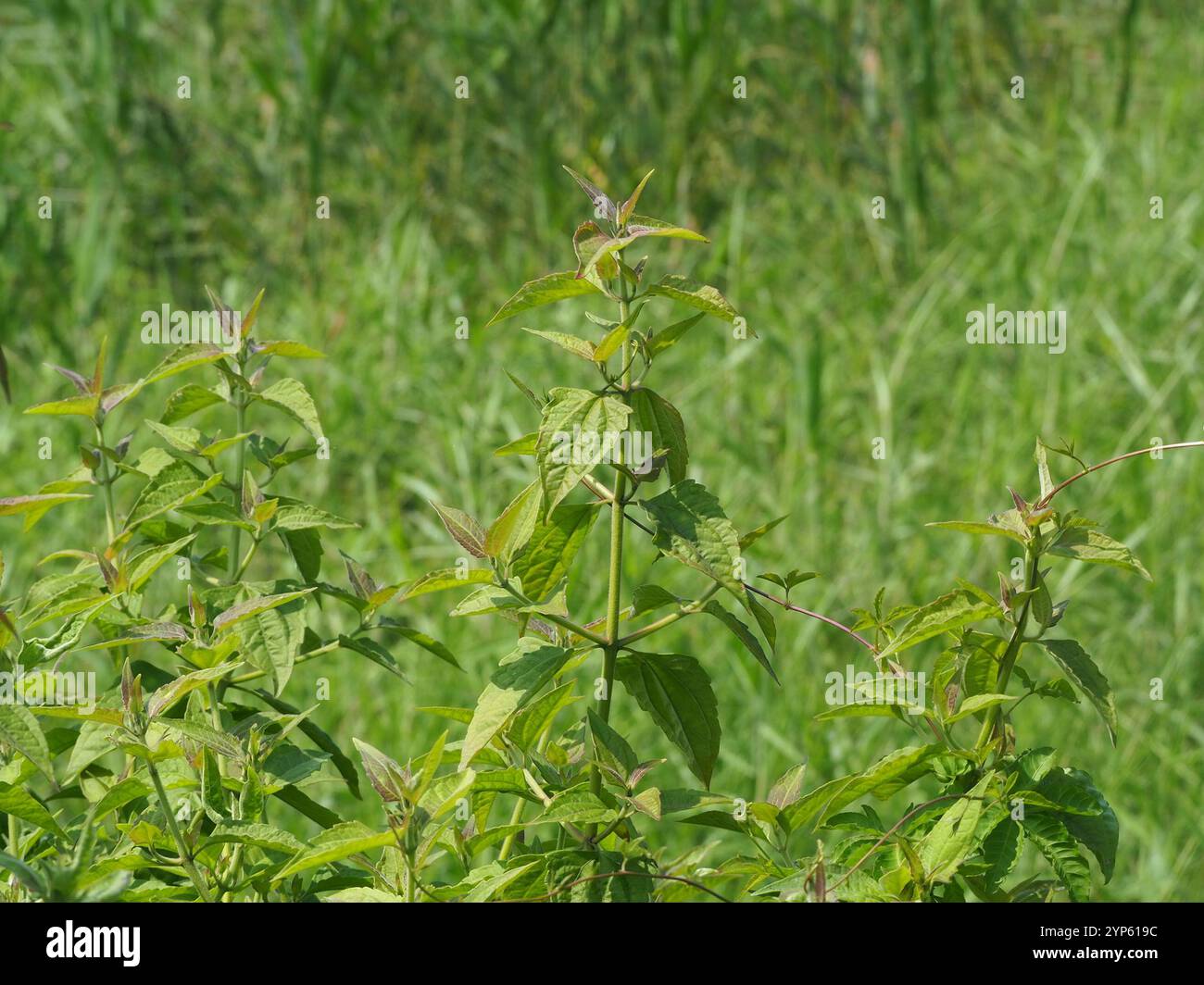 Siam weed hi-res stock photography and images - Alamy