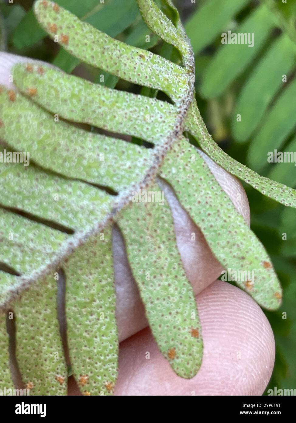 resurrection fern (Pleopeltis michauxiana Stock Photo - Alamy
