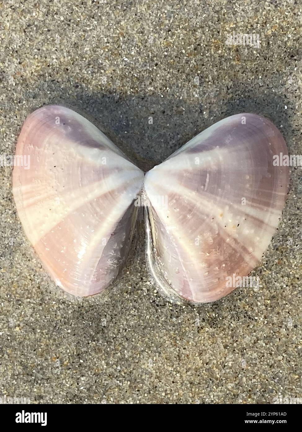 Tivela stultorum hi-res stock photography and images - Alamy