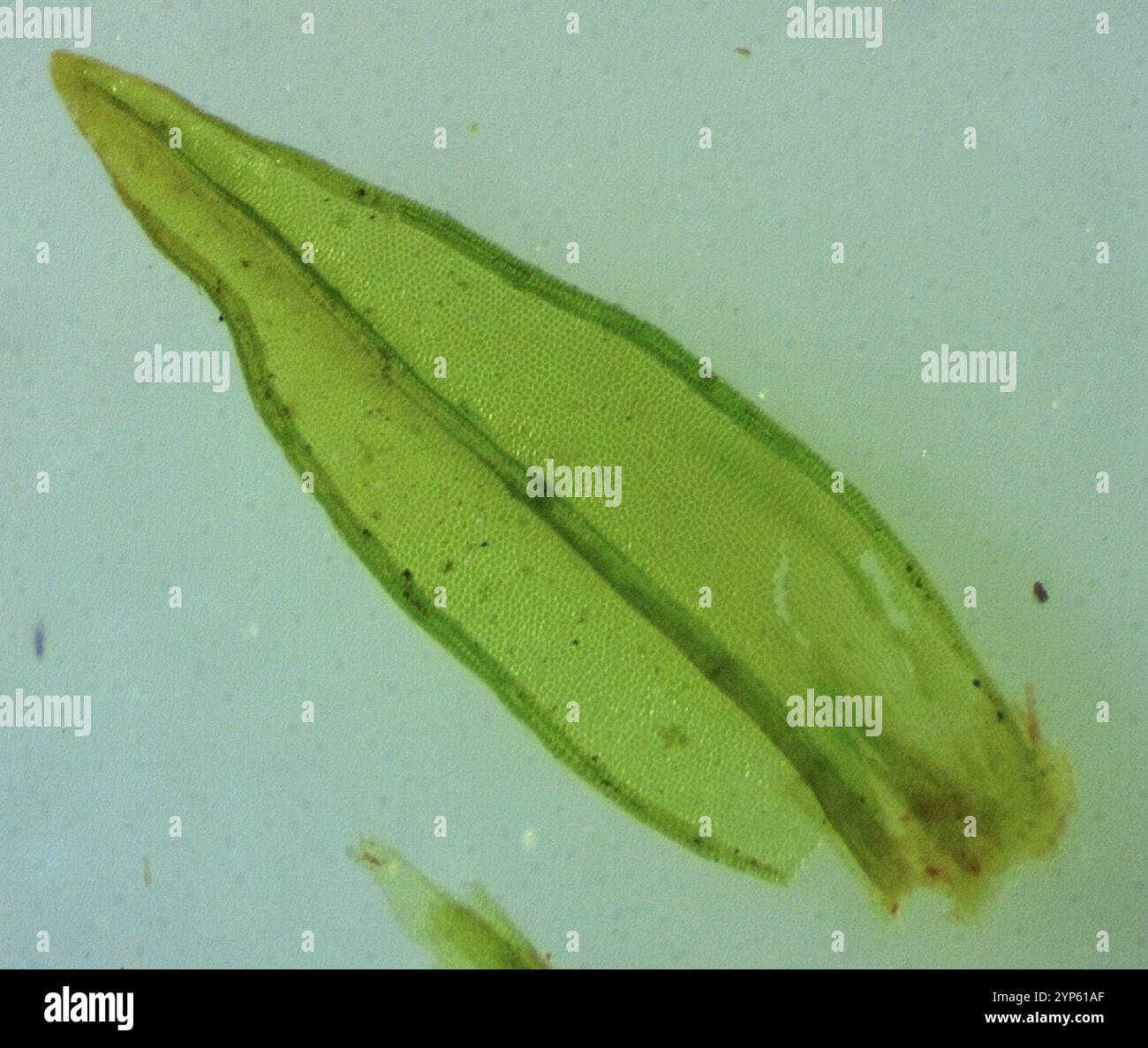 Starry Bristle Moss (Orthotrichum stellatum Stock Photo - Alamy