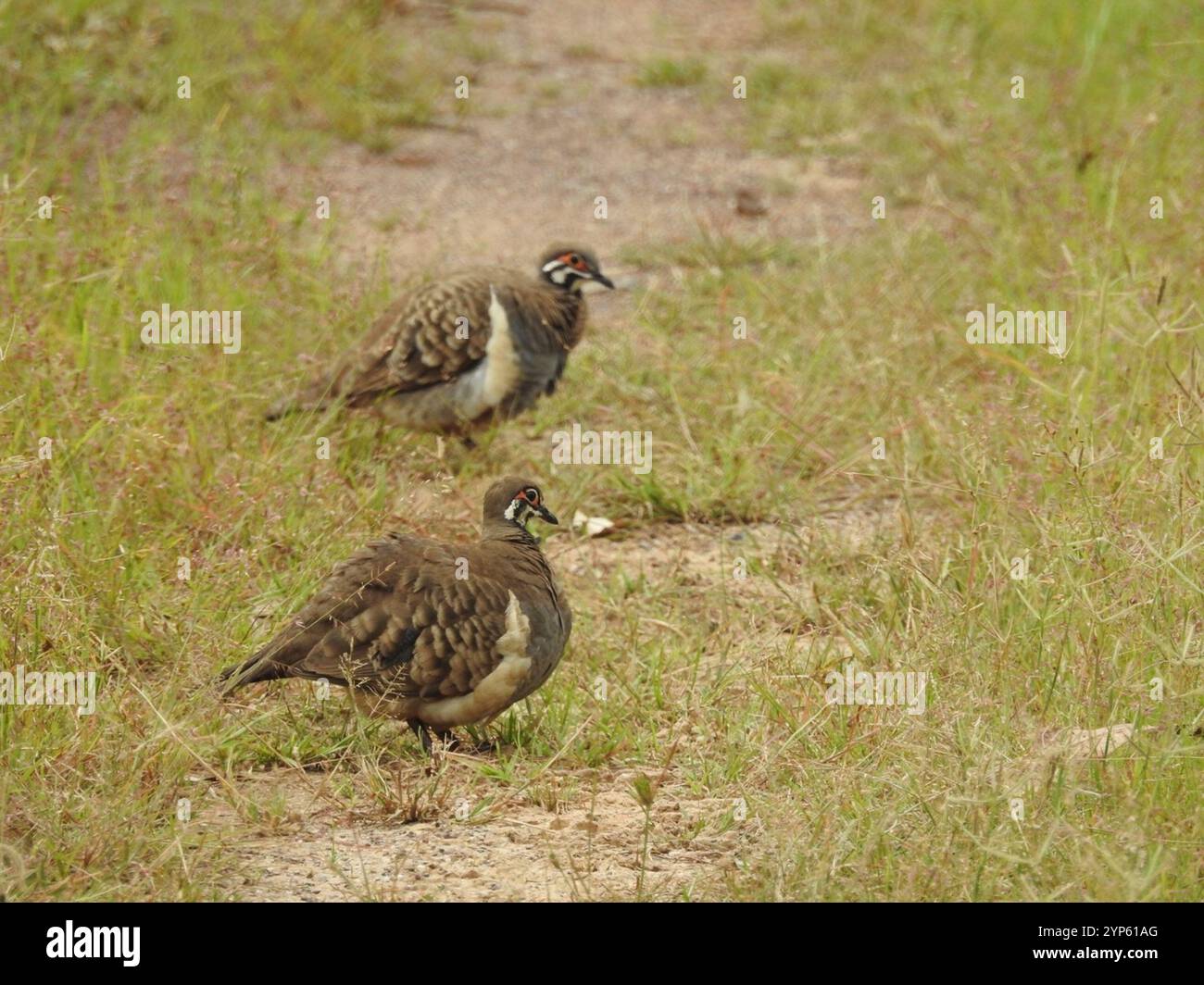 Northern Squatter Pigeon (Geophaps scripta peninsulae Stock Photo - Alamy