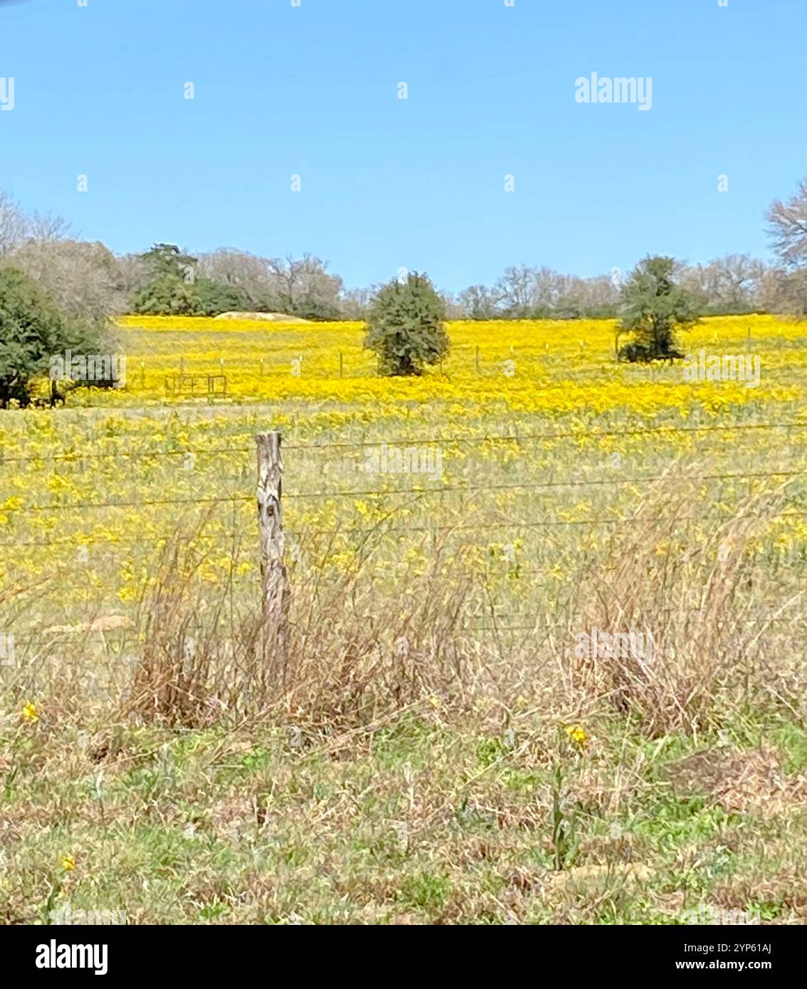 Texas ragwort hi-res stock photography and images - Alamy