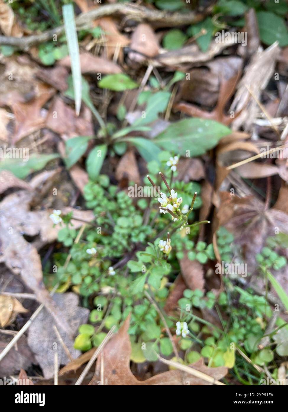 hairy bittercress (Cardamine hirsuta Stock Photo - Alamy