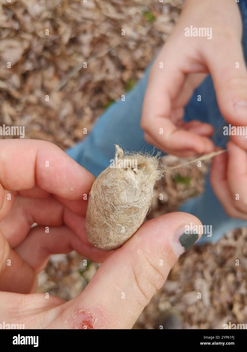 Polyphemus Moth (Antheraea polyphemus Stock Photo - Alamy