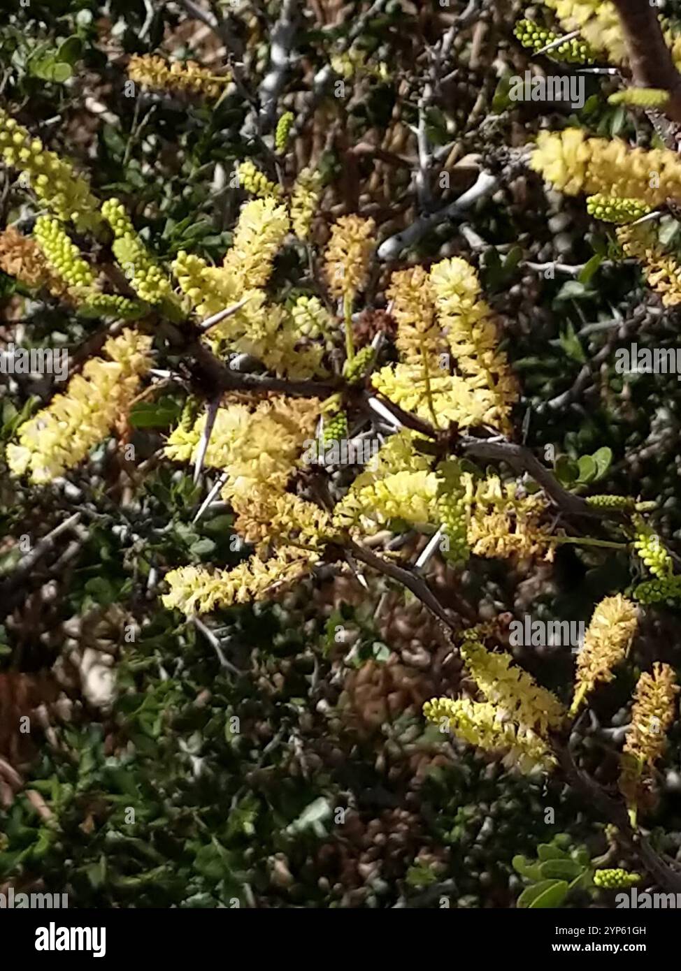 Blackbrush Acacia (Vachellia rigidula Stock Photo - Alamy