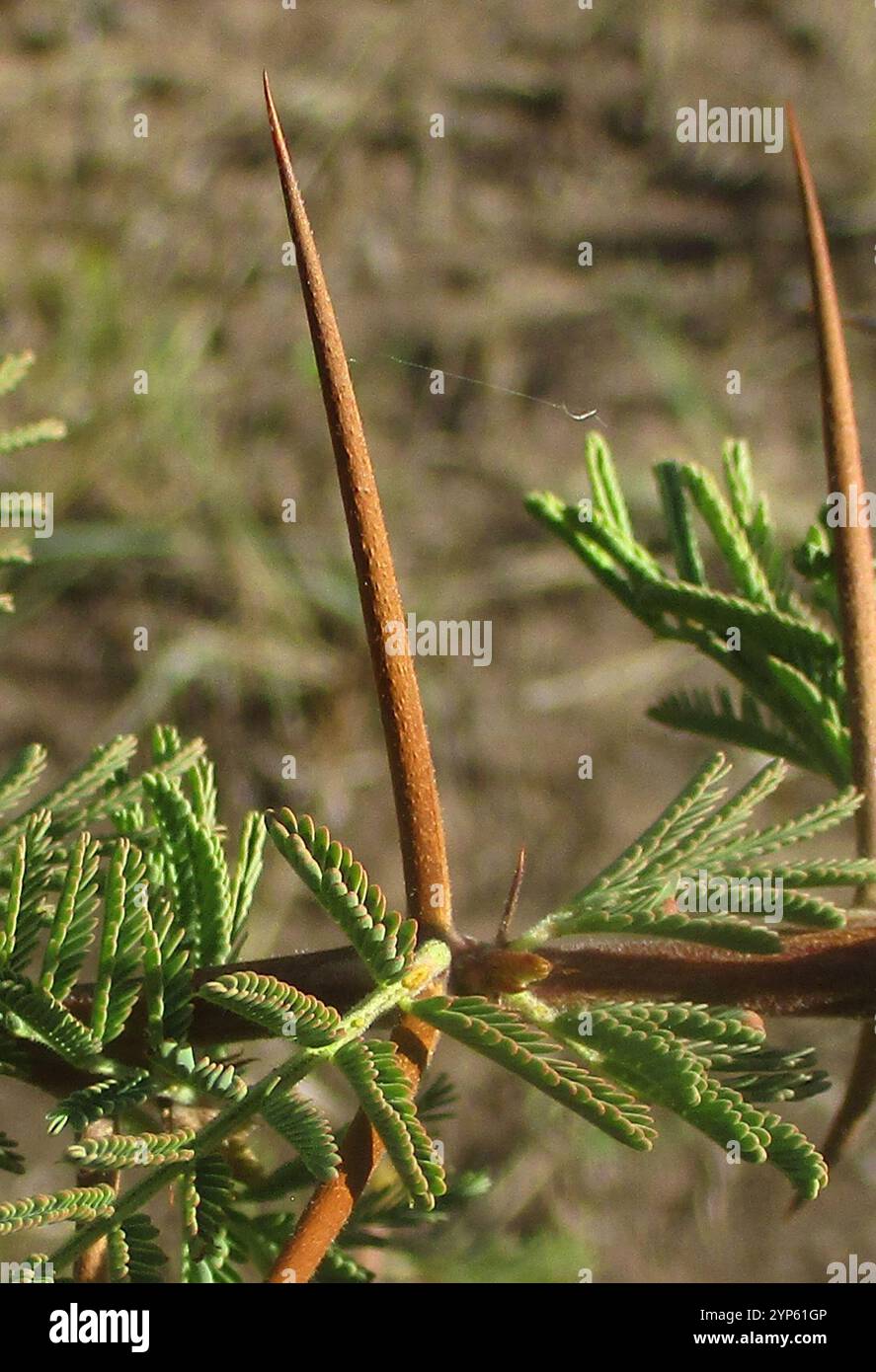 Acacias, Mimosas, mesquites, and allies (Mimosoideae Stock Photo - Alamy