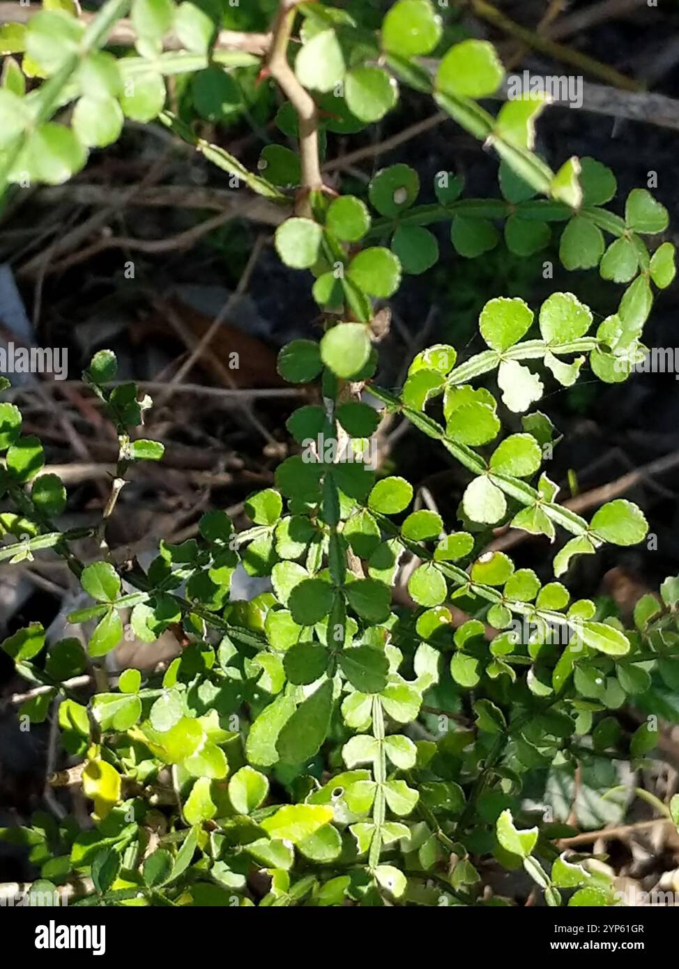 Lime Prickly-ash (Zanthoxylum fagara Stock Photo - Alamy